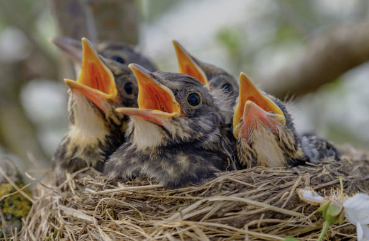 What To Do If You Find A Baby Bird Out Of Its Nest - Mooresville Now
